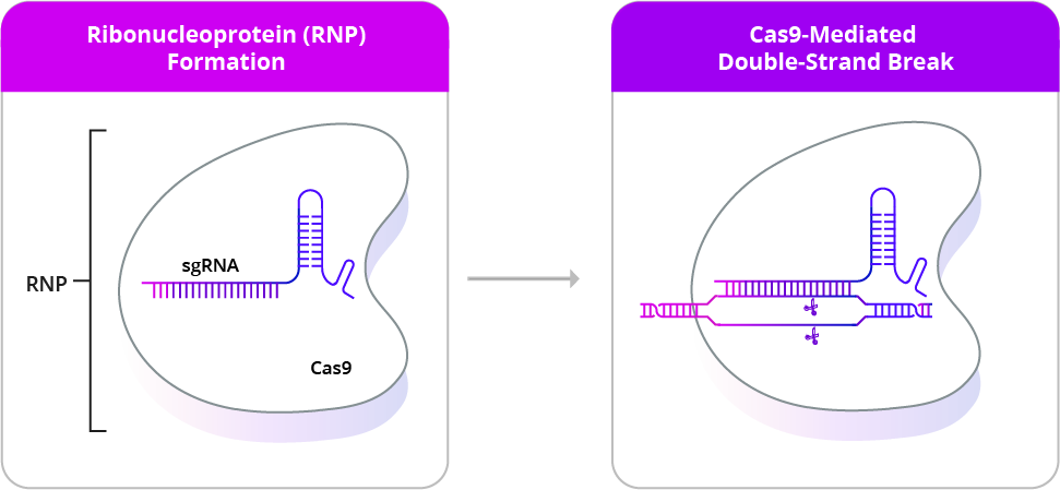 Viewpoints: The Evolution of CRISPR Technology