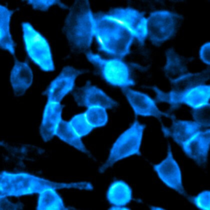 HiBiT-Tagged Knock-In Cells: Choosing the Right Protein Tag for Your ...